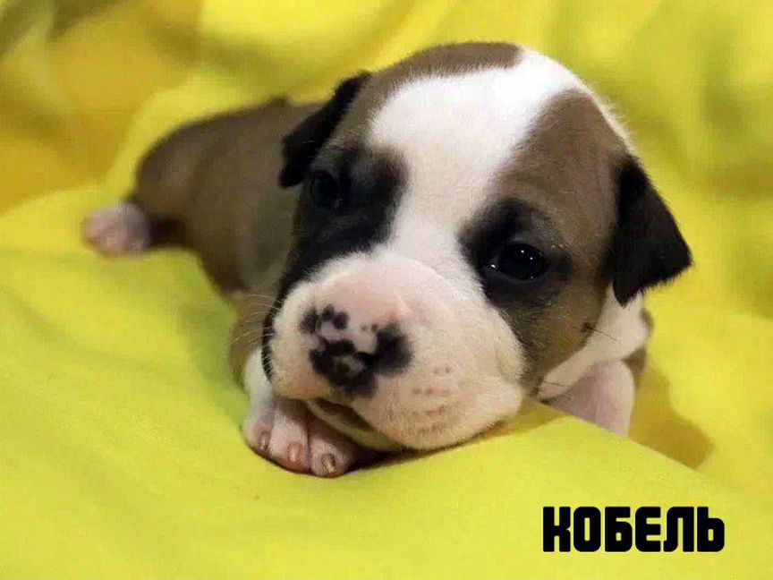 Щенок Американского Стаффордширского Терьера