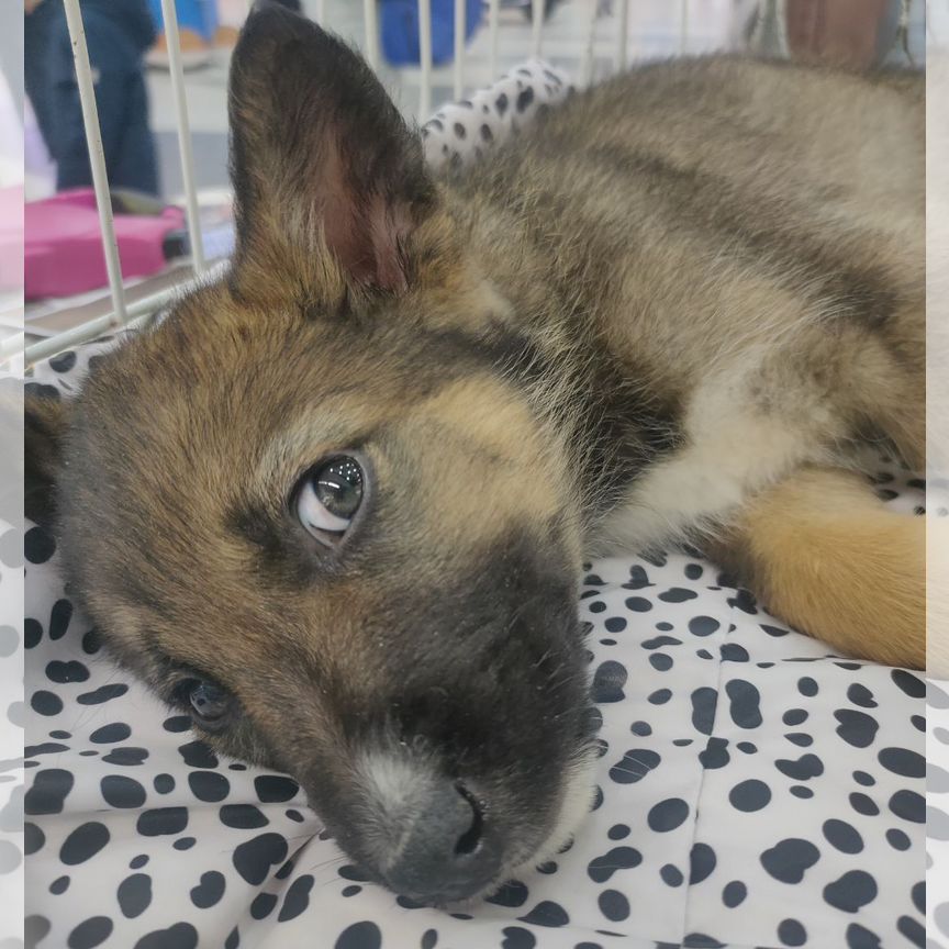 Щенок в добрые руки