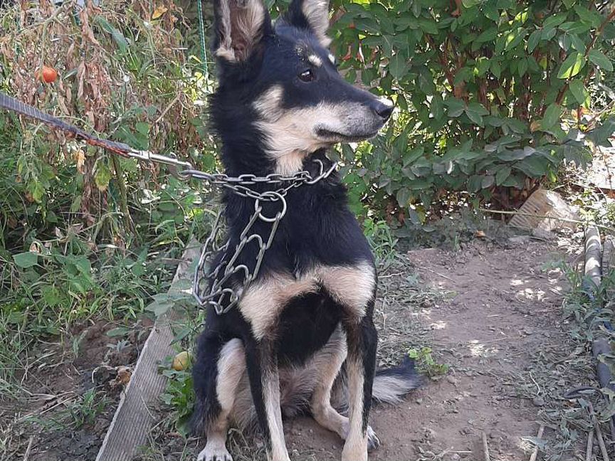 Линда ждет хозяина