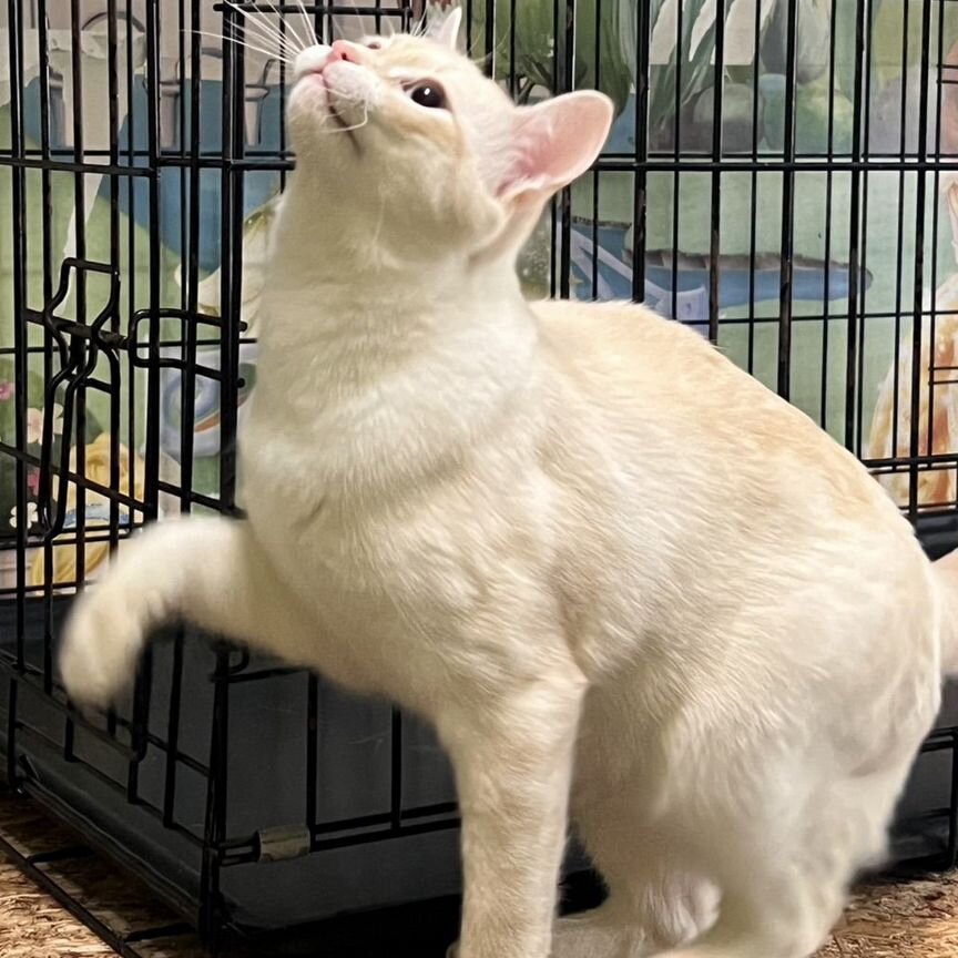Котик бесплатно в добрые руки