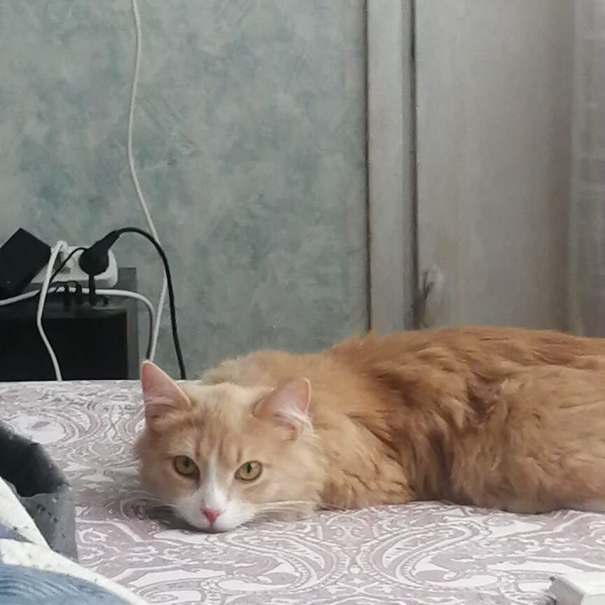 Кот рыжий