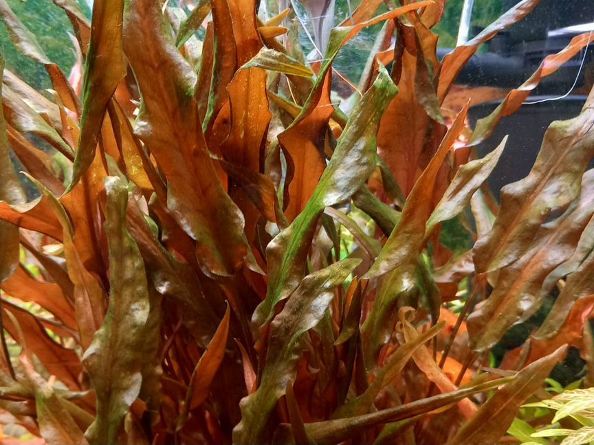 Аквариумные растения