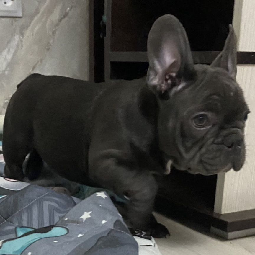 Французский бульдог голубой солид