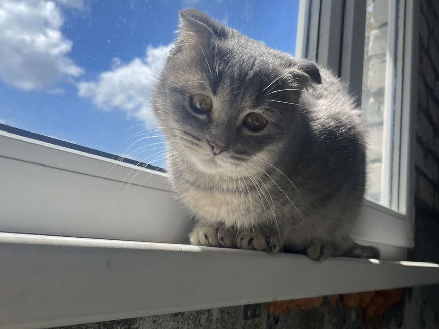 Вислоухая кошечка в добрые руки