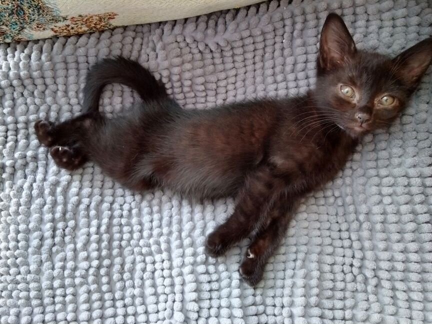 Котик ищет дом
