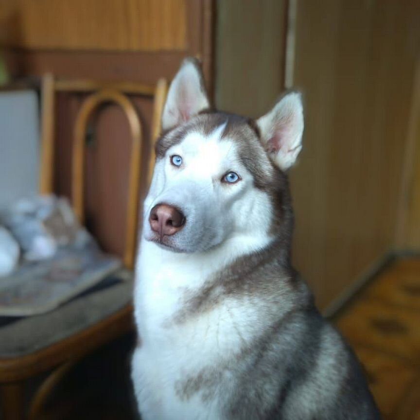 Сибирский хаски