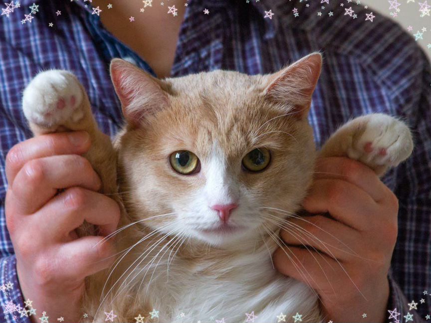 Рыжий кот, хочет жить, в дар, в добрые руки
