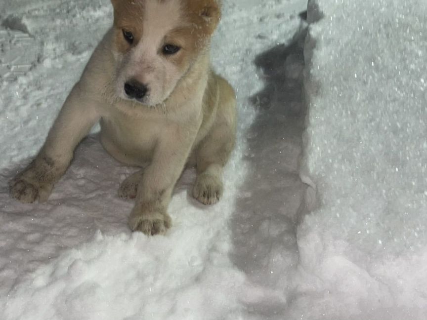 Среднеазиатская овчарка алабай