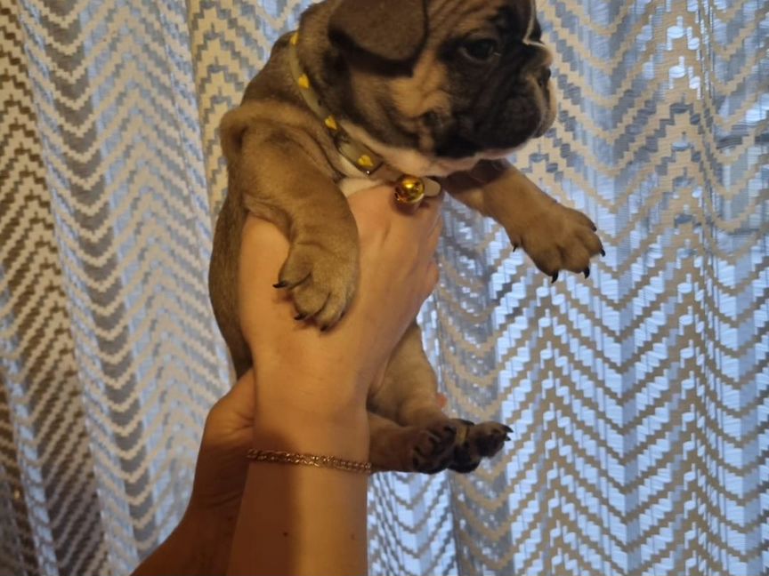 Французский бульдог щенки мини