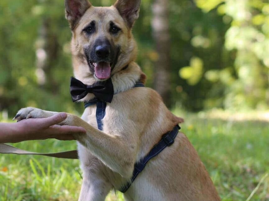 Собака в добрые руки