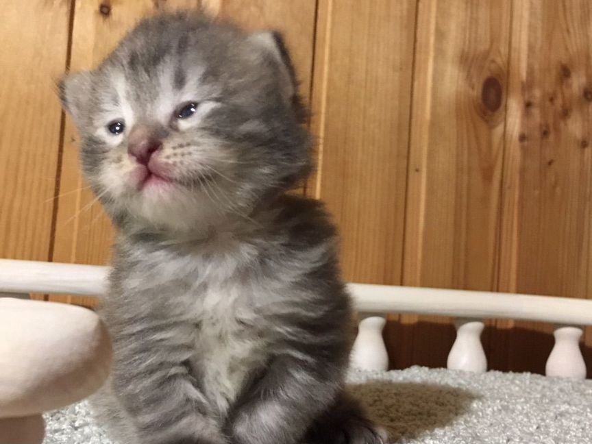 Сибирский кот Добрыня