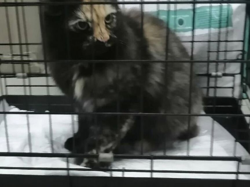 Кошки в добрые руки