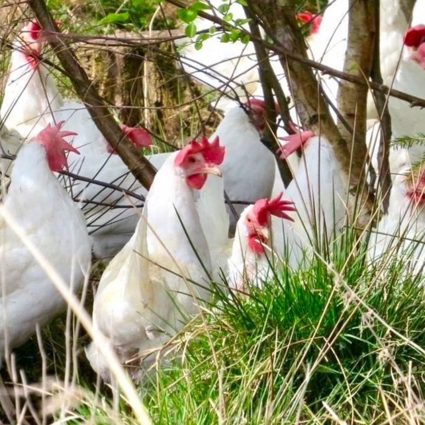Куры несушки белые с фермы с доставкой