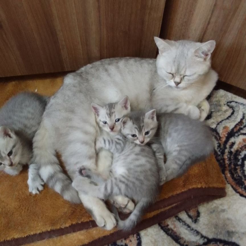 Британские котята