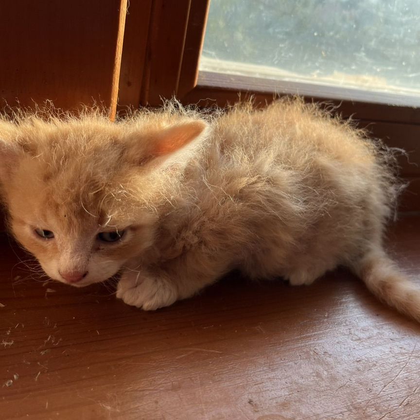 Котята