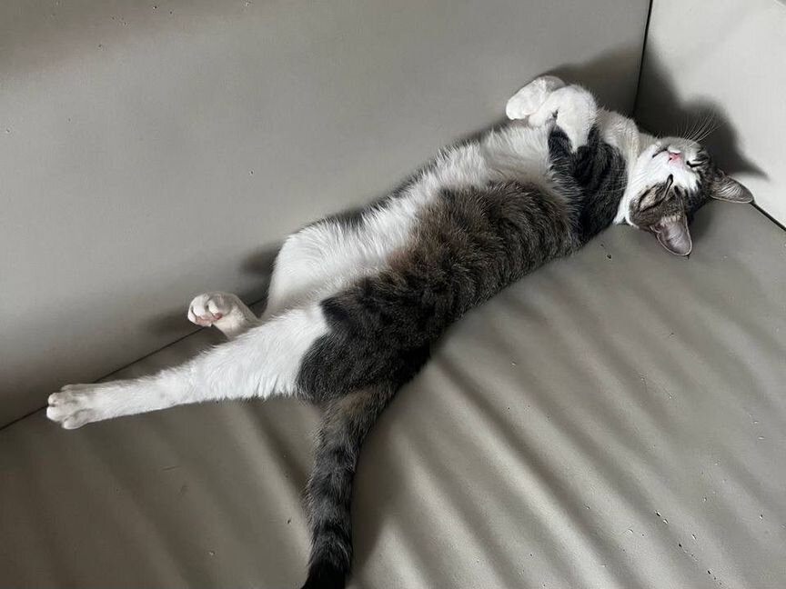 Кот ласковый в дар