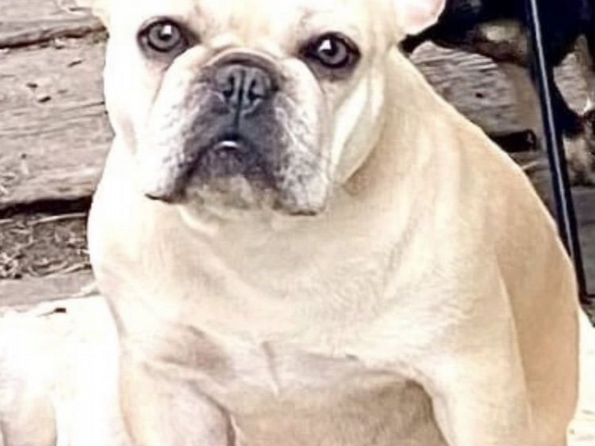 Французские девочки