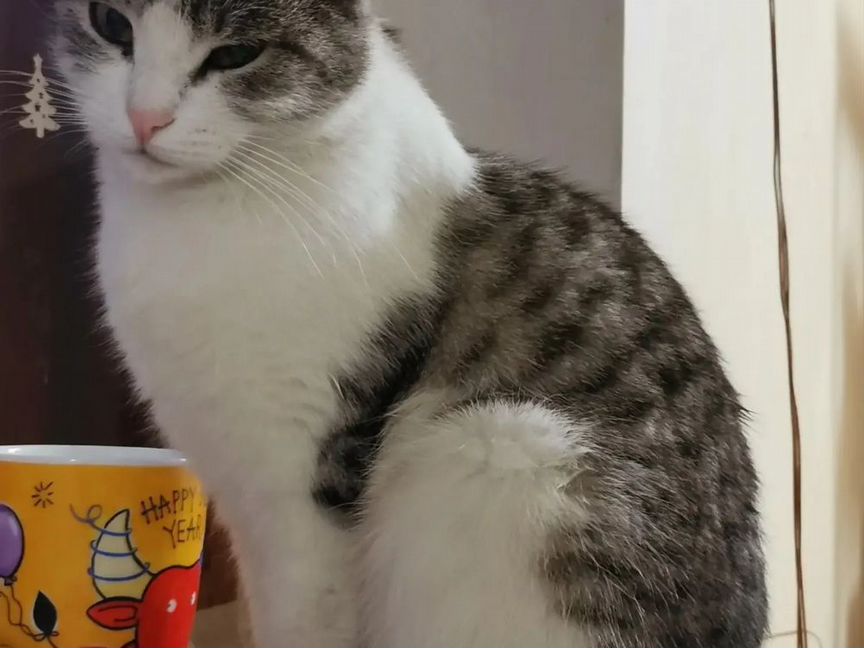 Отдаем котенка в добрые ручки