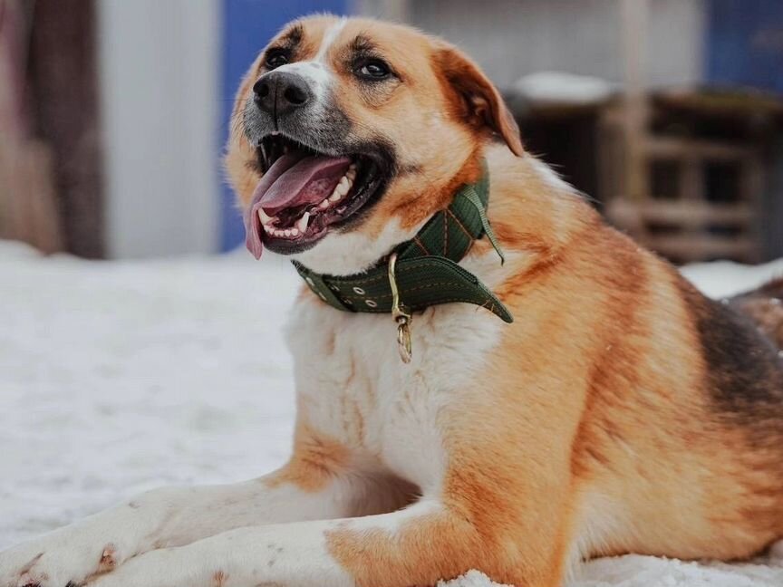 Собака Искра ищет дом