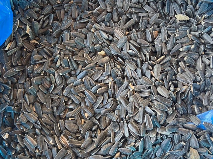 Семечки для птиц