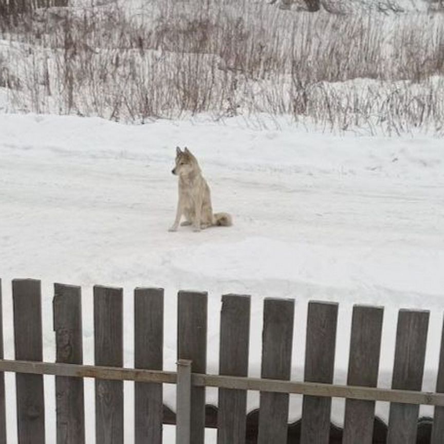 Найдена собака лайка