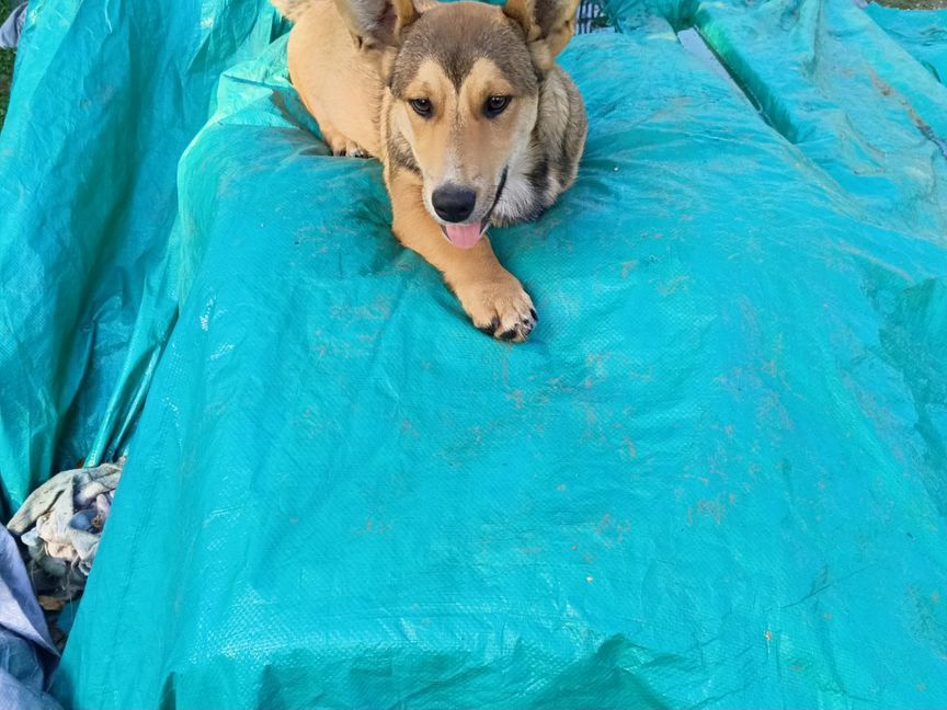 Щенок корги