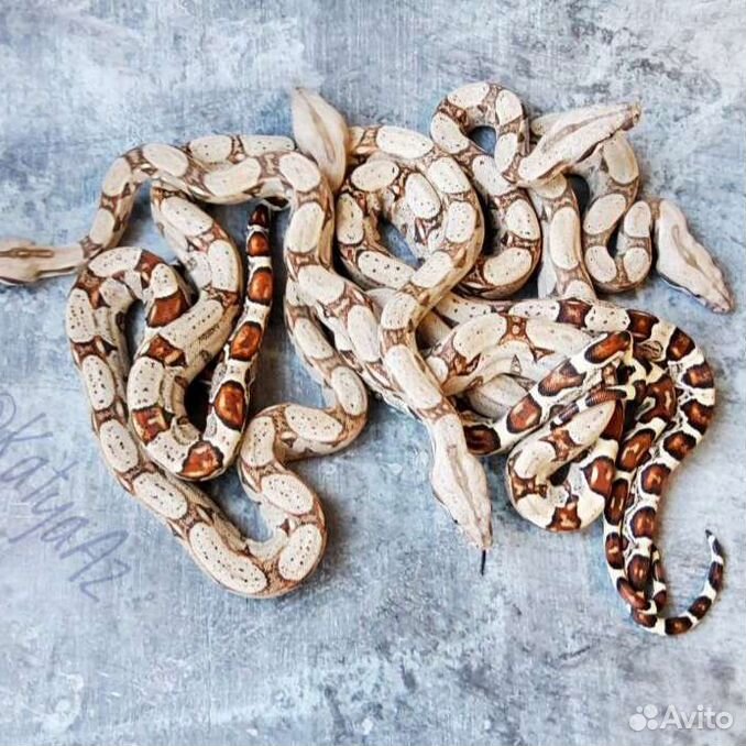 Малыши удава Boa Constrictor
