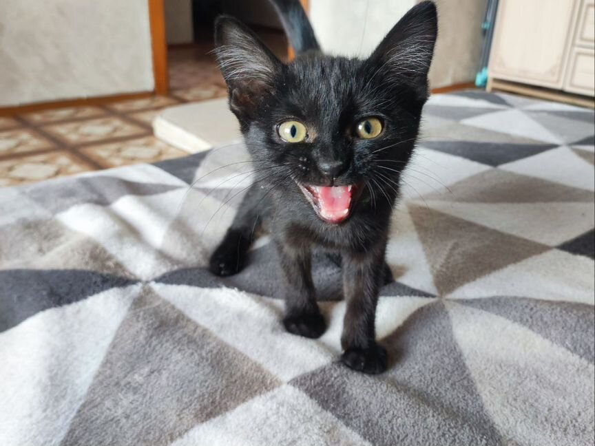 Кошка