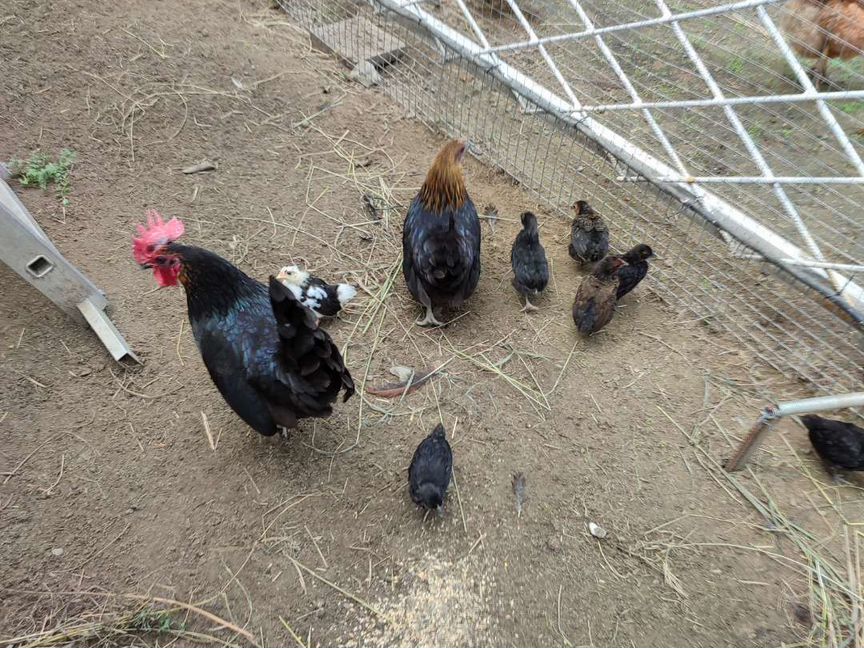 Породистые куры