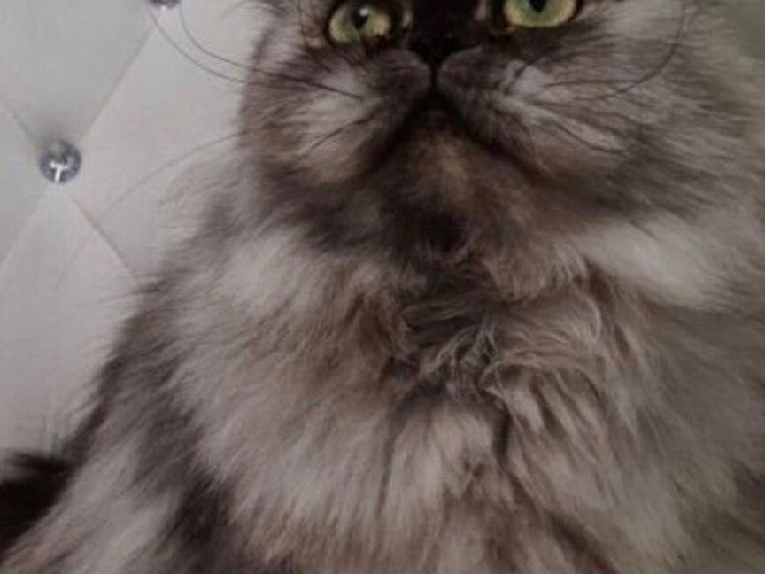 Кошка 4 года Персидская классическая