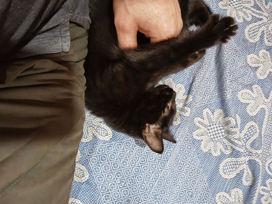 Домашние животные котята