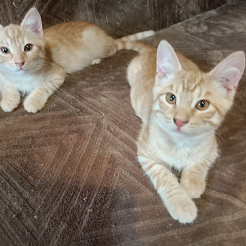 Котята мальстеи 3 мес