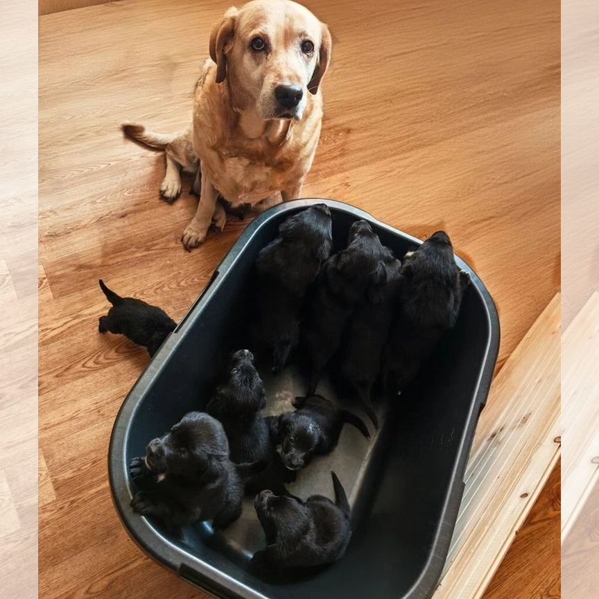 Щенок в добрые руки