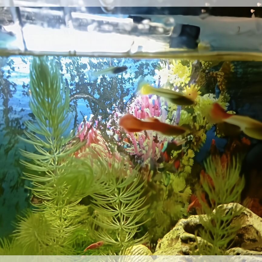 Аквариумные рыбки гуппи