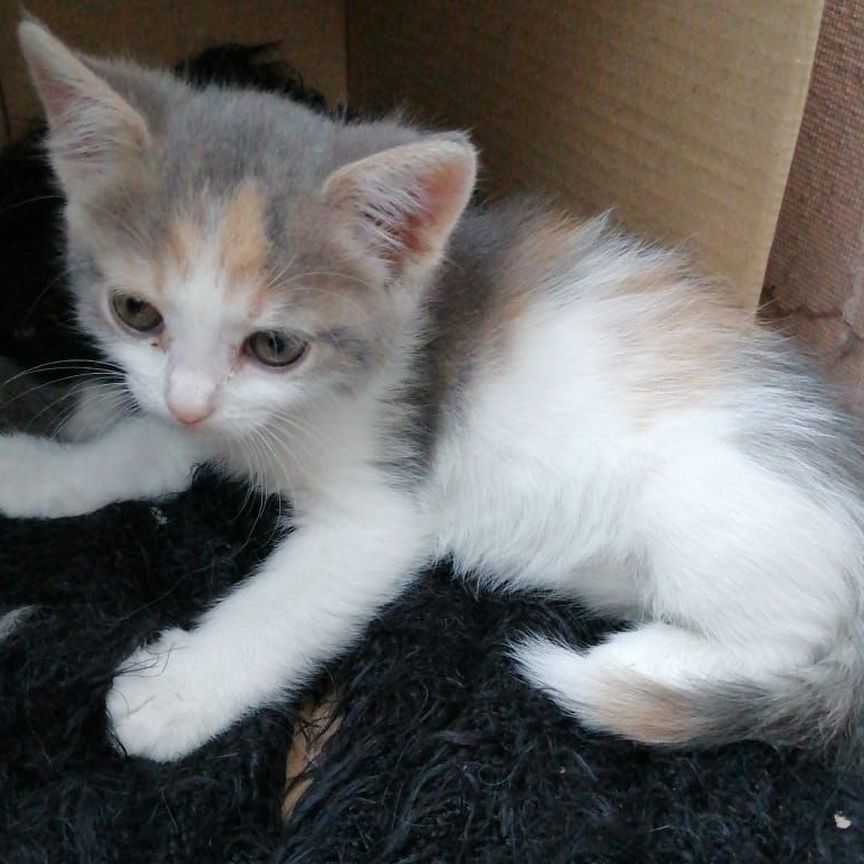Котята в добрые руки бесплатно