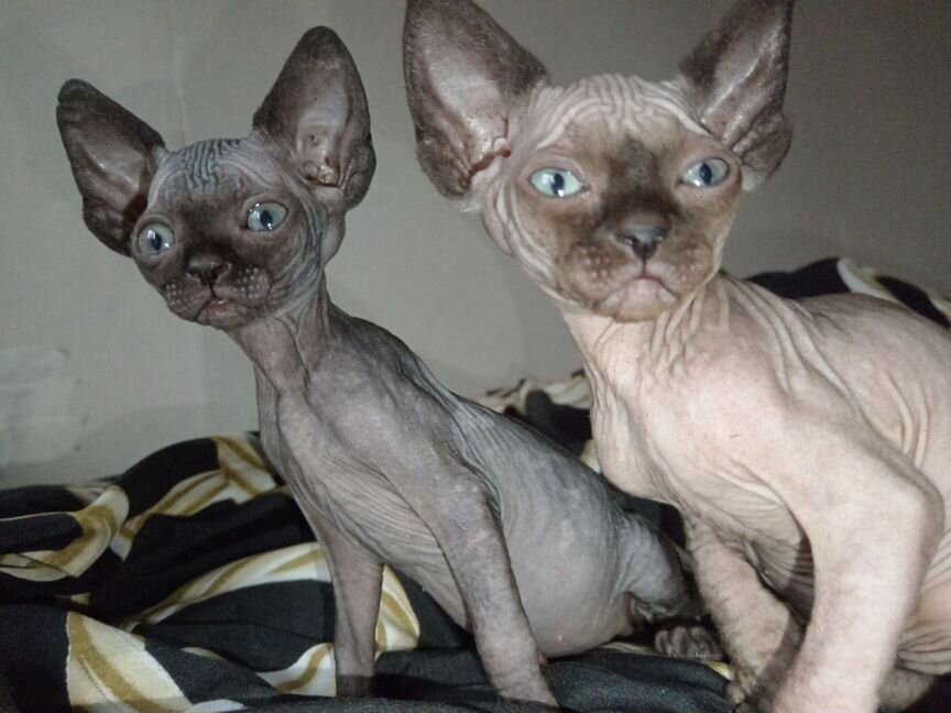 Канадский сфинкс/бамбино/бамбино лонг