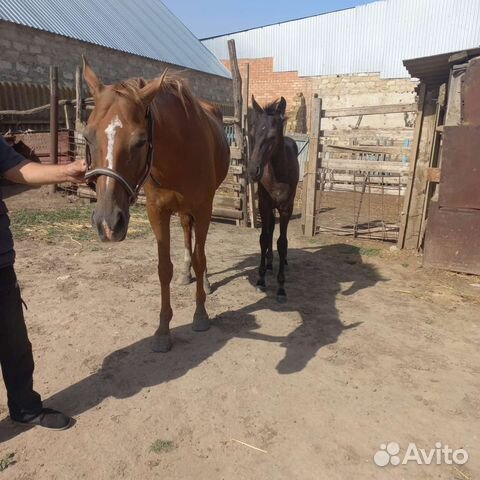 Кабыла с лошонком