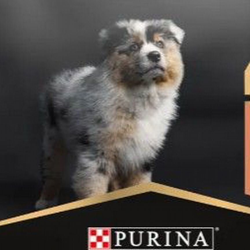 Сухой корм для щенков purina PRO plan лосось,3 кг
