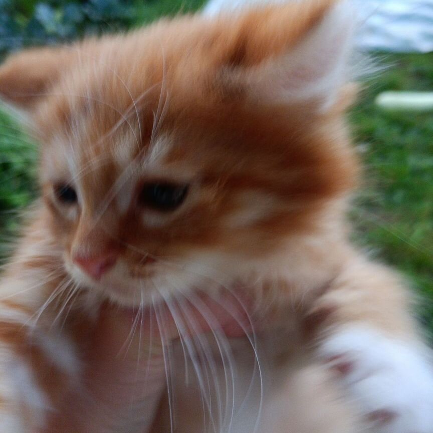 Рыжий котенок