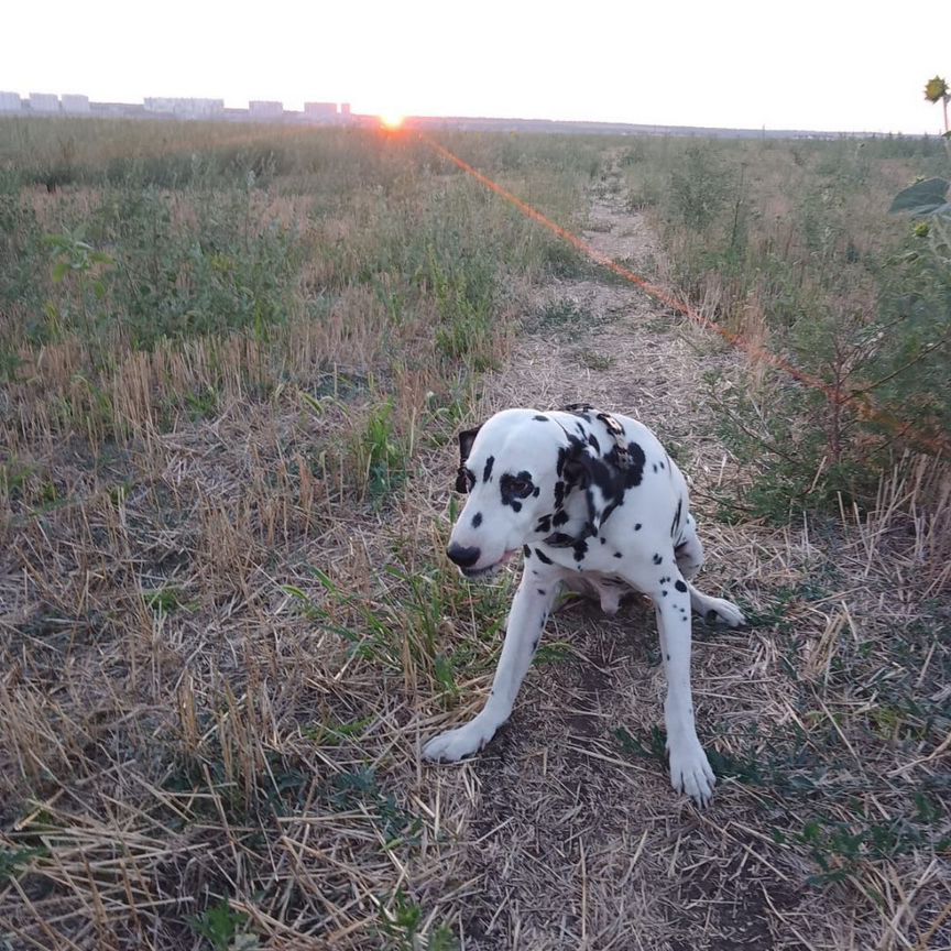 Далматин ищет дом или передержку