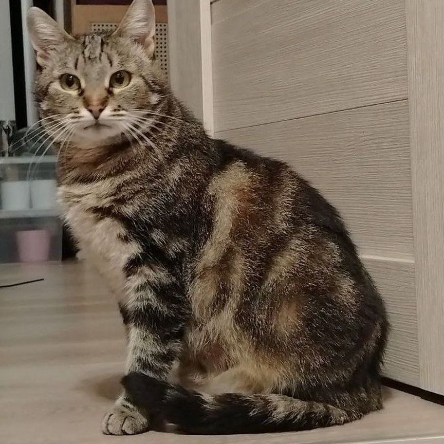 Взрослая, кошка в добрые руки