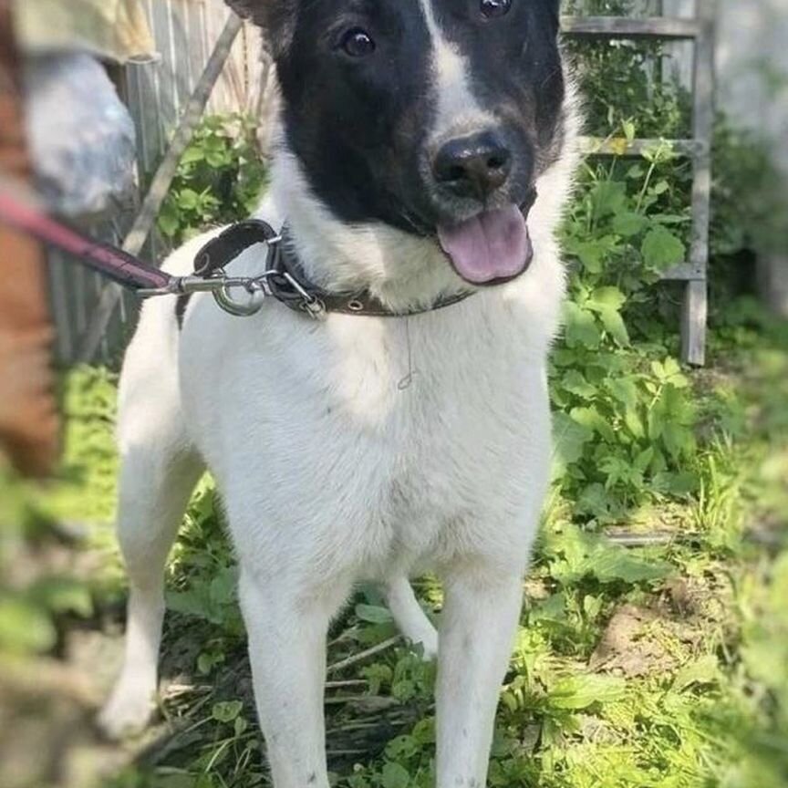 Собака в добрые руки