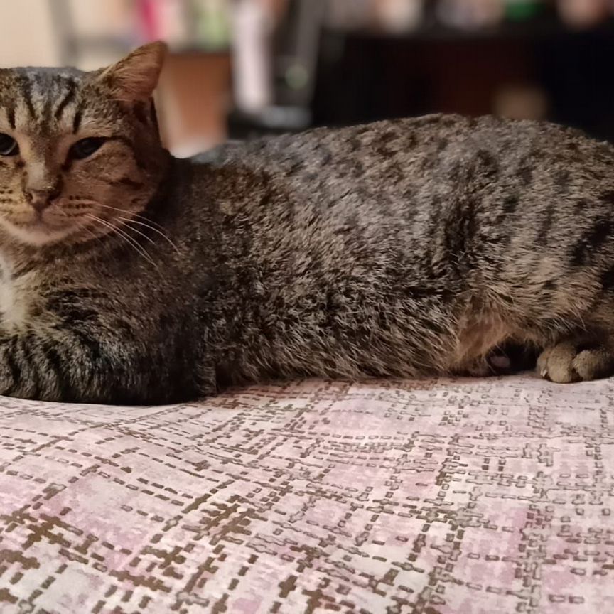 Молодой котэ