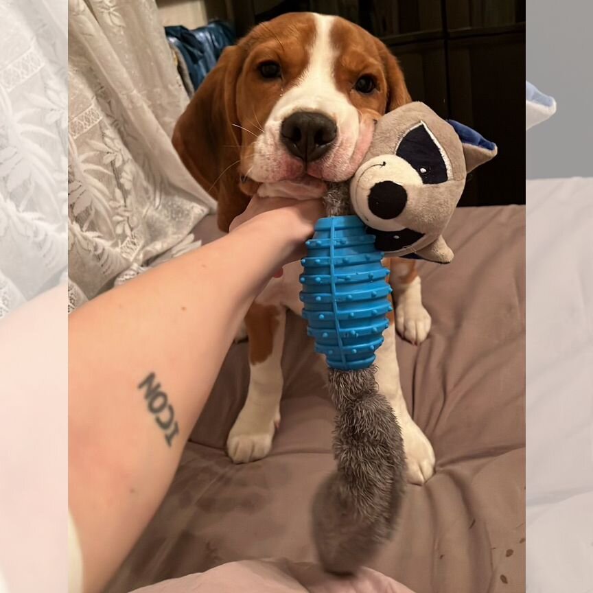 Бигль, щенок