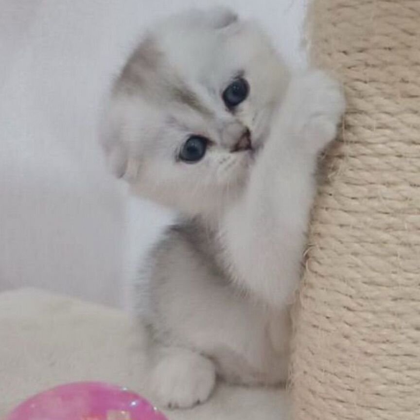 Серебристая шиншилла с зелеными глазами