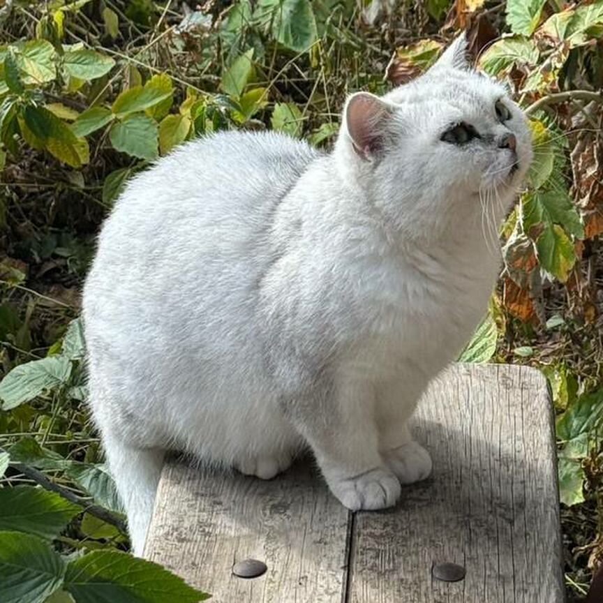 Шотландская шиншилла