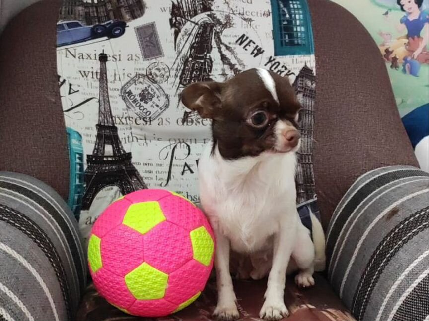 Чихуахуа, девочка 11 мес