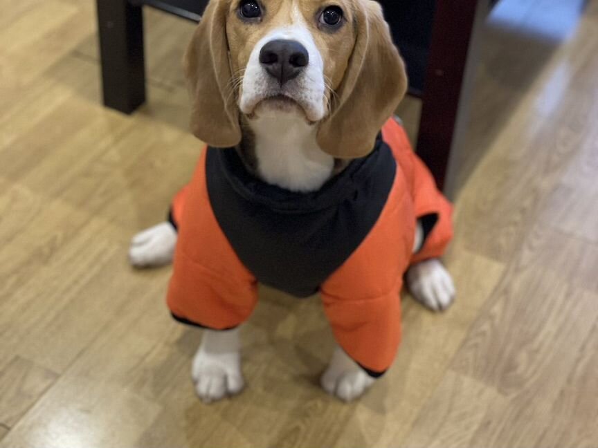 Бигль щенок подросток