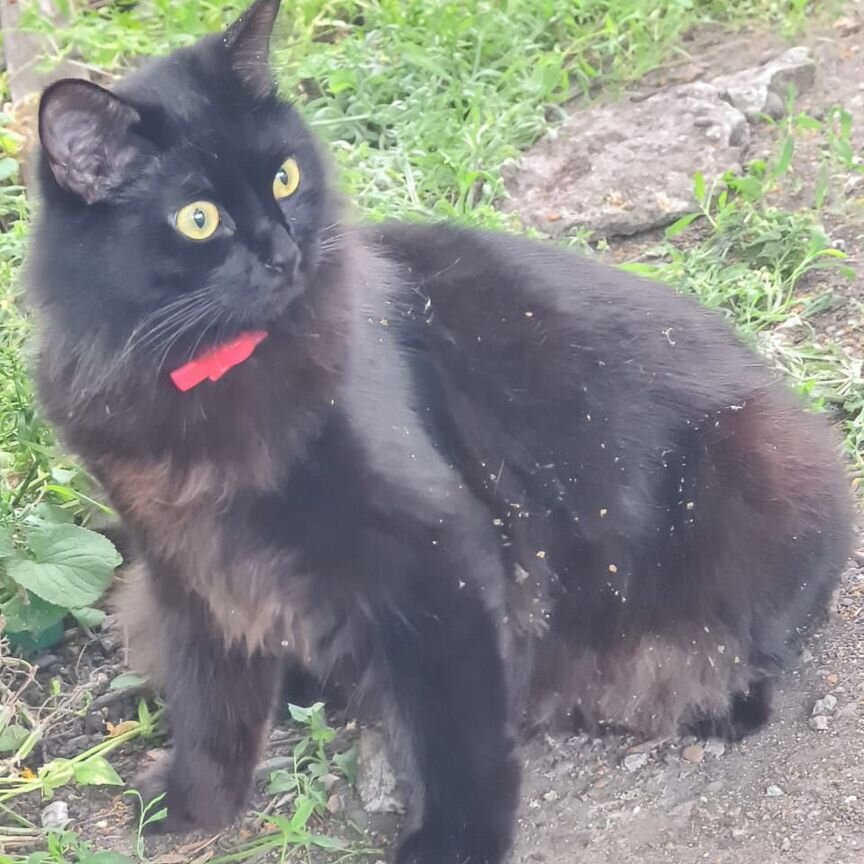 Потерялась кошка