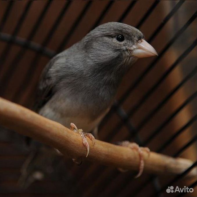 Кенар серый